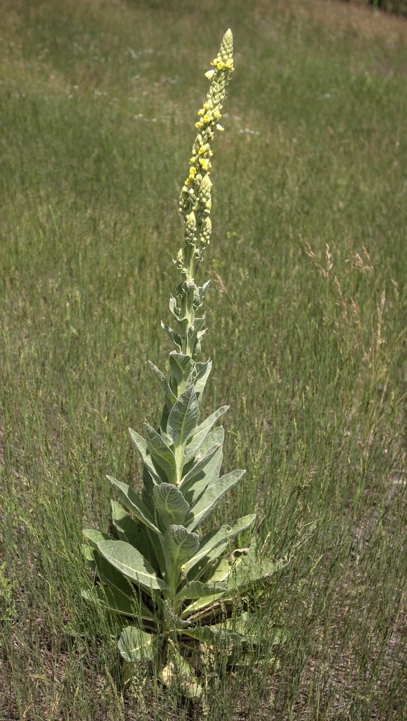 O Great Mullein! - ArtsEngine