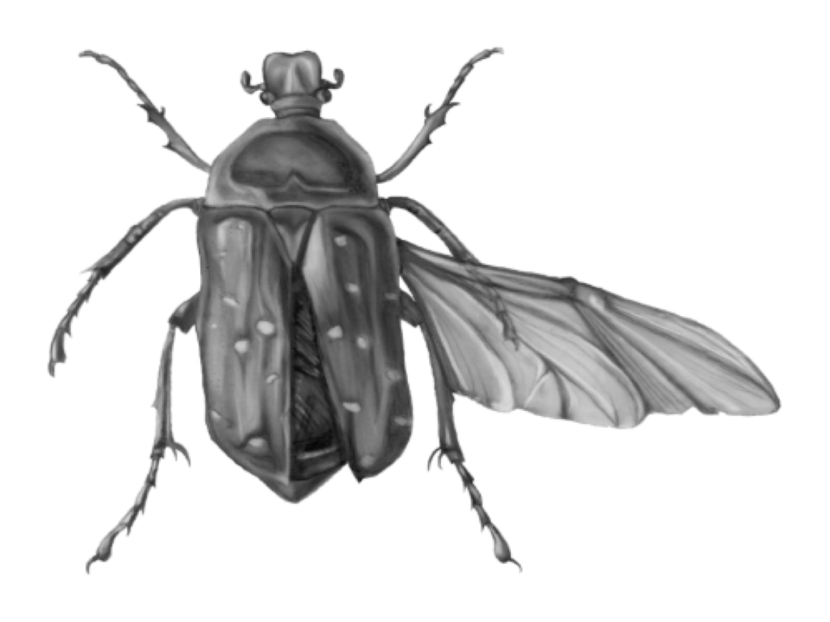 Sydney the Beetle - ArtsEngine
